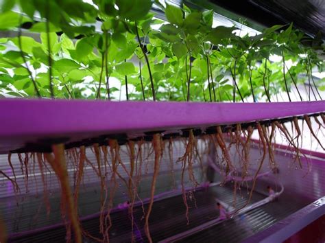 새싹인삼 수경재배 Band