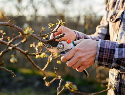 5 Care Tips For Spider Mums