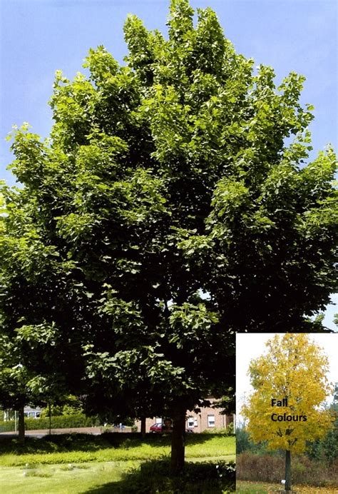 Emerald Queen Maple Stevens Large Tree Sales