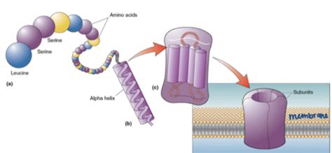 1 2 Conduction Transmission And Integration Flashcards Quizlet