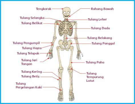 Sistem Rangka Manusia Dan Fungsinya Homecare24