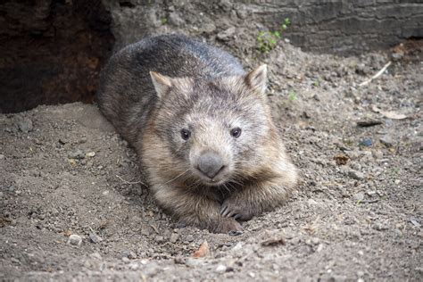Вомбат | Вомба́товые, или во́мба́ты (лат. Vombatidae), — сем… | Flickr
