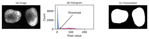 Image Basics And Thresholding — Day 2 Intro To Bioimage Analysis With Python For Life