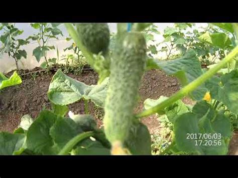 огурец эколь в теплице - YouTube