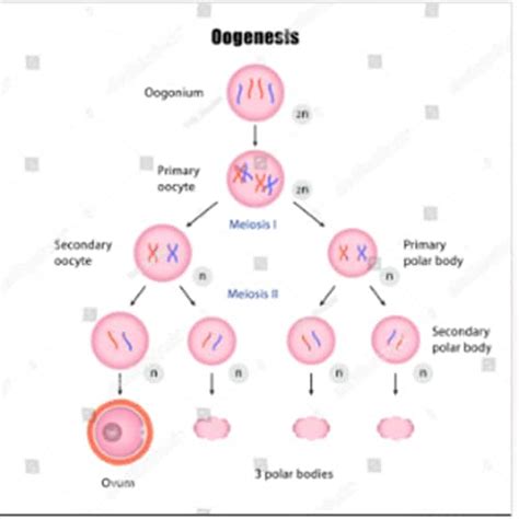 How Many Polar Bodies Are Formed During Oogenesis In Humans