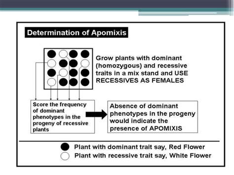 Apomixis Pptx