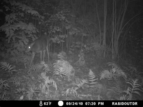 The Maine Outdoorsman Deer Caught On Game Camera