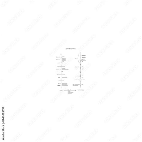 Pyrimidine Synthesis Diagram Simple Schematic Illustration Of Enzymatic Reacion Biosynthesis