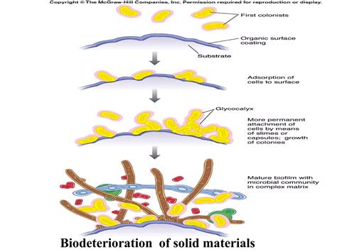 Biodeterioration Ppt