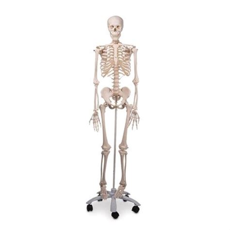 Life Size Skeleton Models Classic Skeleton Model Stan Total Care