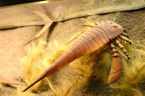 Pentecopterus Decorahensis Upper Iowa River Giant Sea Scorpion Fossil