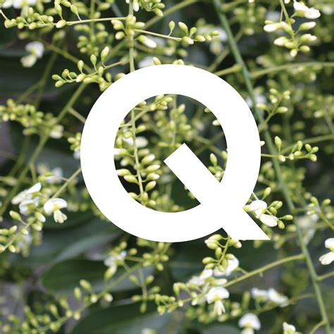 Top 8 Health Benefits Of Quercetin Heal Co