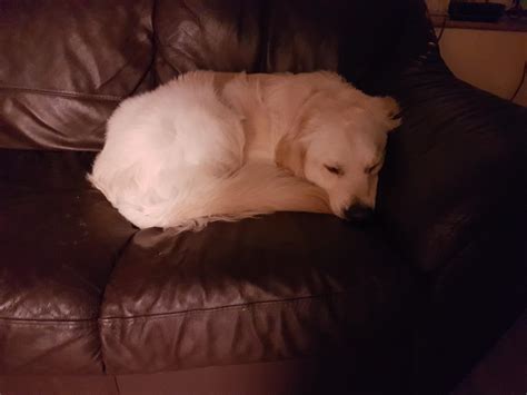 My Boi Taking A Napp Rgoldenretrievers