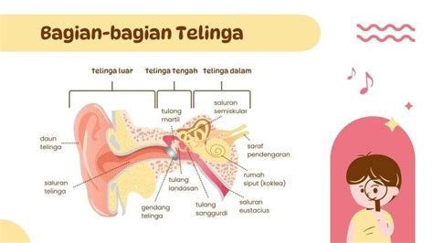 Mengenal Telinga Dan Bagiannya Serta Contoh Soal Dan Pembahasan