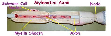 Neuron Labeled Telodendria