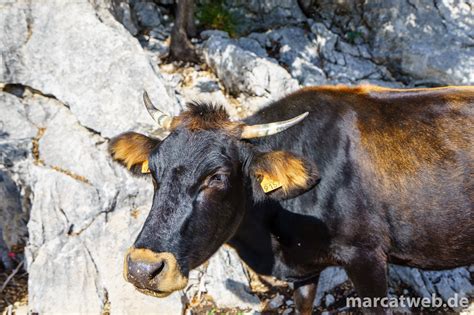 Wanderung Vom Embassament De Cúber Nach Sóller Marcatwebde