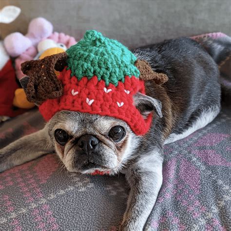 Suji Strawberry Princess R Pugs