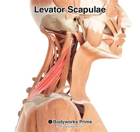 Levator Scapulae Cadaver Arm Muscles Cadaver Flashcards Quizlet