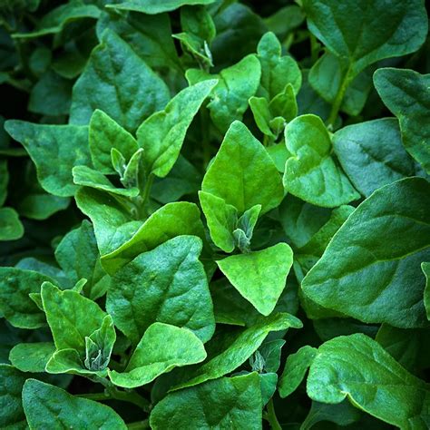 New Zealand Spinach Seeds Baker Creek Seeds