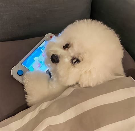 T Ng H P H Nh Nh Avatar Ch Cute D Th Ng Ng Y U