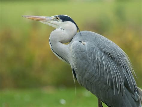 Heron English Language Tutorials