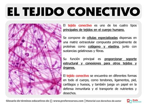 Qué Es El Tejido Conectivo