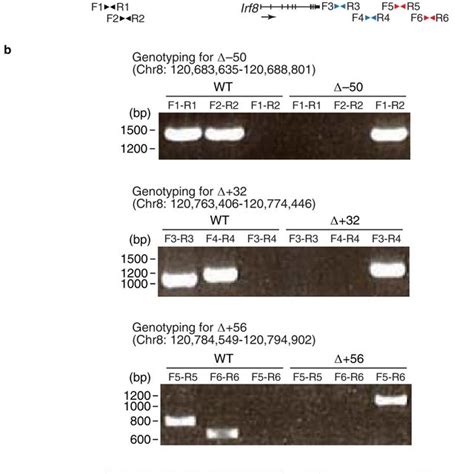 Creation Of Irf8 Enhancer Null Mice By Crisprcas9 Genome Editing A