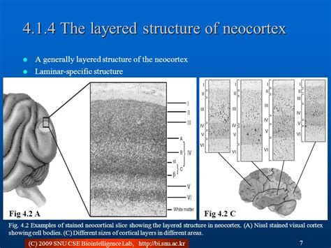 Fundamentals Of Computational Neuroscience T P Trappenberg Ppt Download