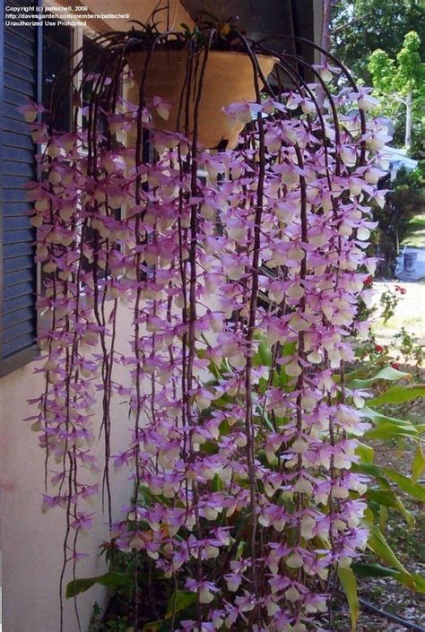 Dendrobium Aphyllum Alchetron The Free Social Encyclopedia