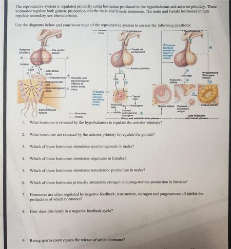 The Reproductive System Is Regulated Primarily Using Chegg Com