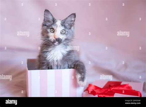 cute fluffy Maine Coon kitten sits in a gift box with a red ribbon ...