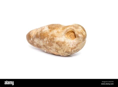 Marine Fossils Shells Isolated On White Background Petrified Shells