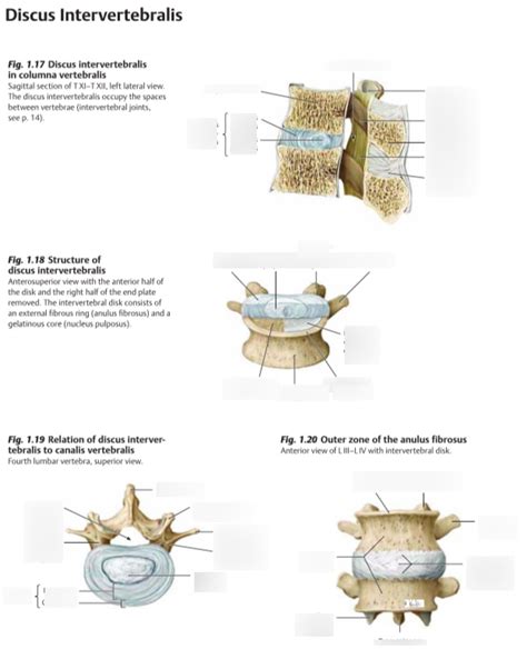Anatomi Discus Intervertebralis Sagittal Section Of Lateral View Anteriosuperior View