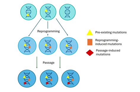 Ipsc Genetic Abnormality