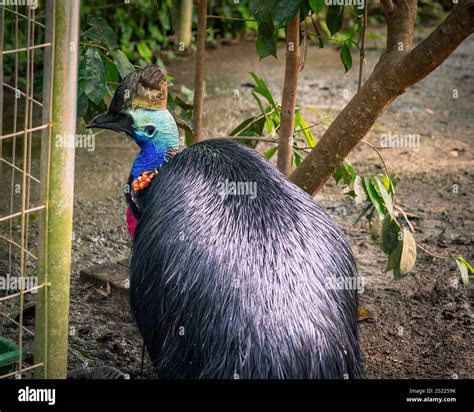 Indian Peafowl Peacock Peahen Bird Breed Walking On The Ground Stock