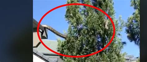 Oh F King S T Video Shows Foot Python Slithering From Roof Of Home Into Nearby Tree