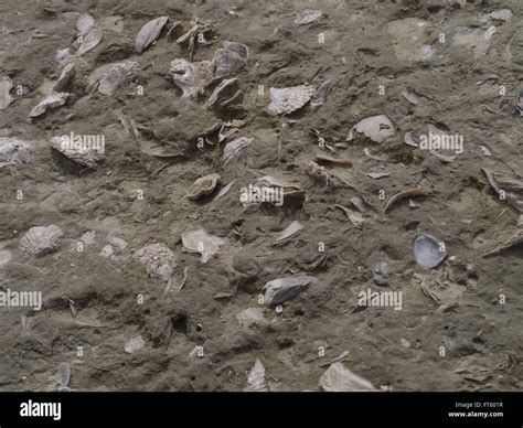 Fossilised Sea Shells Seen In Patagonia Argentina Stock Photo Alamy