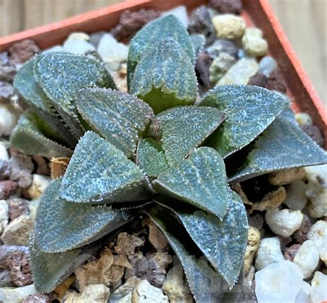 Shpr41772 Haworthia ‘anna Cocozza Hybrid Cactus Online