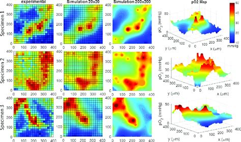 Validation Of Oxygen Perfusion Simulations Against Three Sets Of Download Scientific Diagram