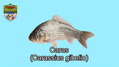 Carasul Carassius Gibelio