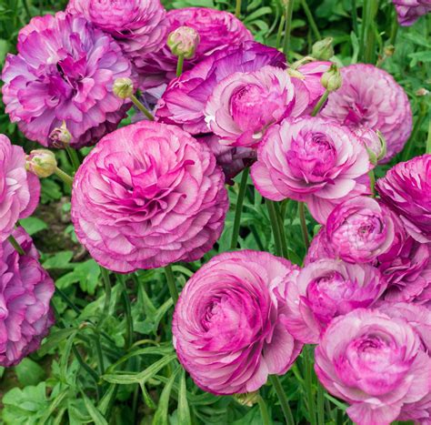 Ranunculus Romance™ Loubeyres® Cormsbulbs Renoncule Asiatique