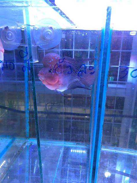 ปลาหมอสี หัวโตๆ ตัวละ 300 จ้า 🚫ปลาไม่มีบริการจัดส่ง🚫 📌 ห้างฟิวเจอร์พาร์ครังสิต ชั้น B ใต้ดิน