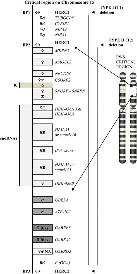 Pws Critical Region Shown Within The Human Imprinting Map Of The