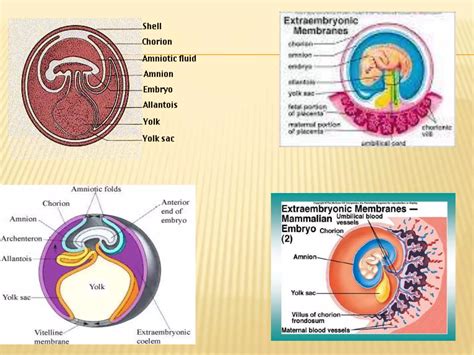 Embryology Extra Embryonic Membrane 1 Pptx