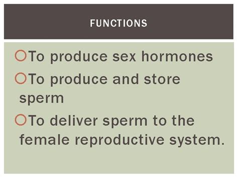 MALE REPRODUCTIVE SYSTEM FUNCTIONS To Produce Sex Hormones