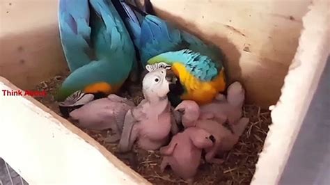 Macaw Nest