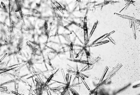 Molecular Characterization Of Monodehydroascorbate Radical Reductase