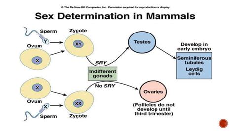 Sex Determination M Sc Zoology University Of Mumbai Pptx