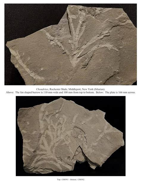 Trace Fossils Ichnology — Lask Fossil Collection