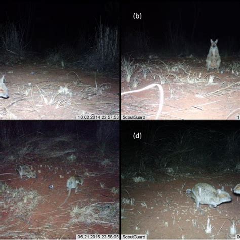 Camera Trap Detections Of Shw On The Yawuru Native Title Estate From